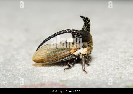 Horned Treehopper, Membracidae Family, with enlarged and ornate ...