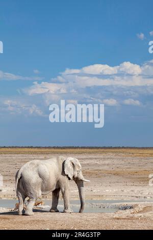 Bull elephant in rut Stock Photo - Alamy