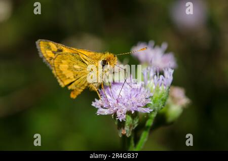 Large Dart, Potanthus serina, with proboscis in Goatweed flower ...