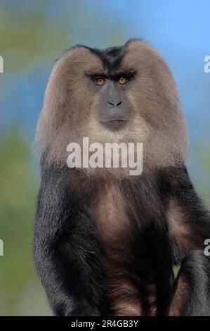 Male lion tailed macaque - Macaca silenus - Seen in the forest of ...