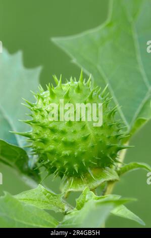 Jimson Weed (Datura stramonium) fruit stalk Stock Photo - Alamy