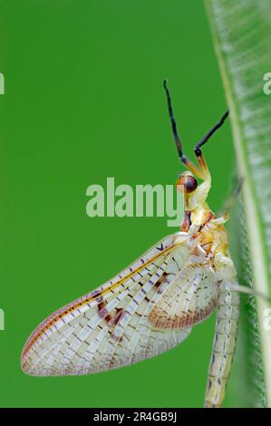 Adult mayfly fly Stock Photo - Alamy