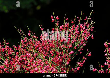 Broom 'Red Favorite' / (Cytiscus scoparius, Sarothmnus scoparius Stock ...