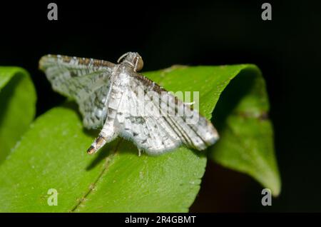 Picture-winged Leaf Moth, Thyrididae Family, on leaf, Klungkung, Bali ...