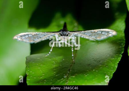 Picture-winged Leaf Moth, Thyrididae Family, on leaf, Klungkung, Bali ...