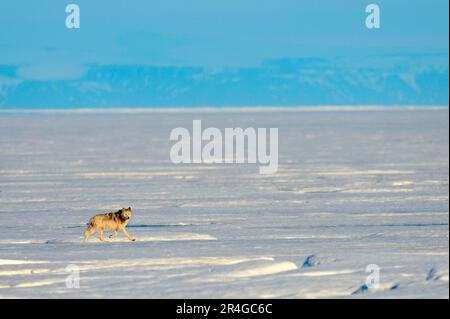 Arctic Wolf, male, on icepack, Ellesmere Island, Nunavut, Canada (Canis ...
