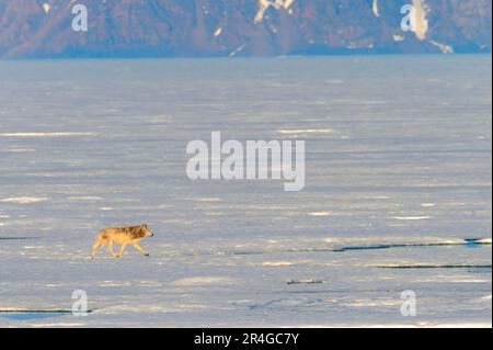 Arctic Wolf, male, on icepack, Ellesmere Island, Nunavut, Canada (Canis ...