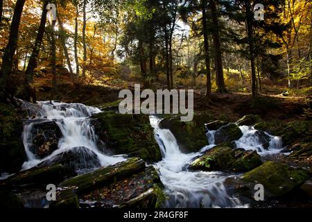 Natural course of the Selke stream in the Harz Mountains Stock Photo ...