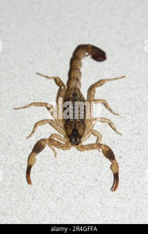 Chinese Swimming Scorpion, Lychas mucronatus, Saba, Bali, Indonesia ...