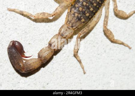 Chinese Swimming Scorpion, Lychas mucronatus, Saba, Bali, Indonesia ...