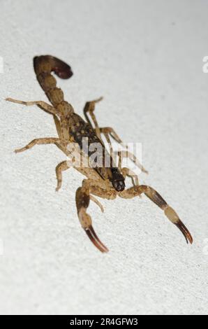 Chinese Swimming Scorpion, Lychas mucronatus, Saba, Bali, Indonesia ...