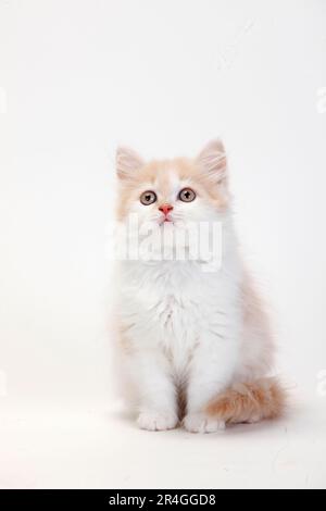 British longhair cat, cream-white, Highlander, Lowlander, Britanica ...