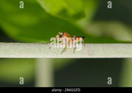 Jumping Spider, Cosmophasis lami, Saba, Bali, Indonesia Stock Photo - Alamy