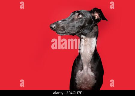 Profile attentive black greyhound dog looking away. Obedience concept ...