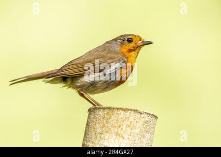 A close up of a single robin sat on a fence post with a clean smooth ...