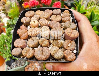 Light pink colors of Lithops plant, also known as the living stones ...
