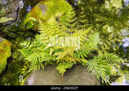 Small fern between rocks Stock Photo - Alamy