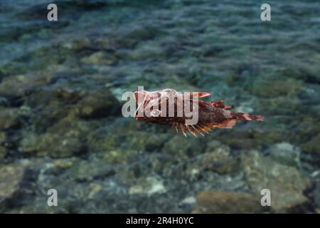 Abstract dreamlike unreal image of red dead fish floating on the ...