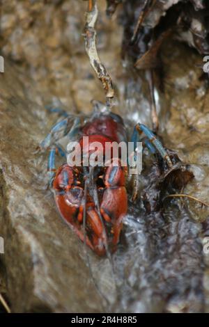 Tennessee Crayfish (Crawfish) making it's way down Windrocks Bike Park ...