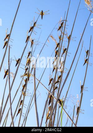 Four-spotted Chaser dragonfly roost Libellula quadrimaculata in reeds ...