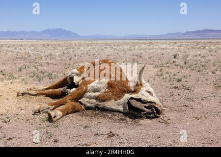 Lifeless body of a cow with all of its organs removed also the skin ...