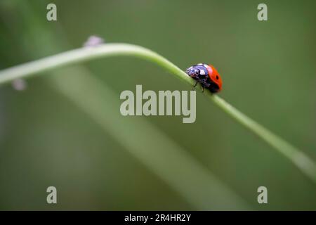 Ladybug or lady beetle walking on a branch Stock Photo - Alamy