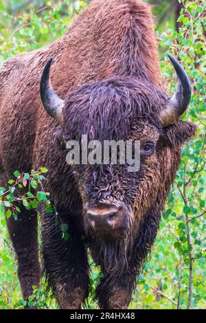 Wood Bison seen in Wood Bison Natinal Park, Northwest Territories and ...