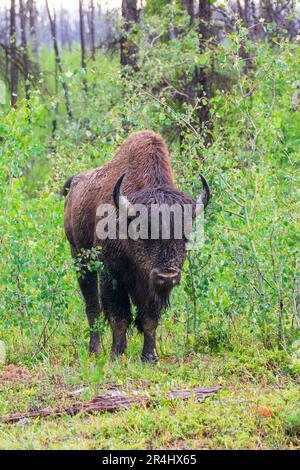 Wood Bison seen in Wood Bison Natinal Park, Northwest Territories and ...