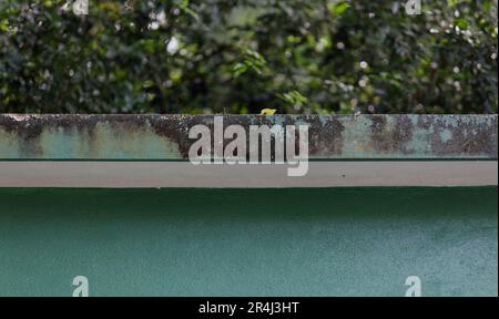 Mold formation of concrete slab due seeping of rain water Stock Photo ...