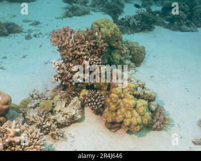 Porites coral or genus of stony coral in the depths of the Red sea ...