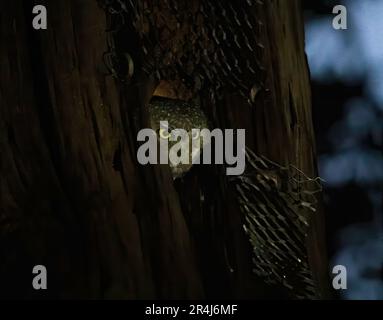 A female elf owl watches from its nest cavity hole in the Arizona ...