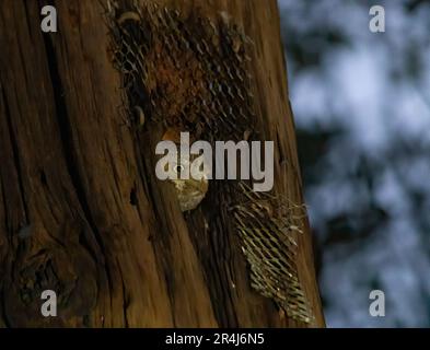 A female elf owl watches from its nest cavity hole in the Arizona ...