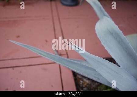 Agave franzosini ‘Grey Ghost’ large plant gardening in south with pokey ...