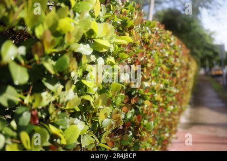 Lush greenery in Miami Beach Florida Stock Photo - Alamy