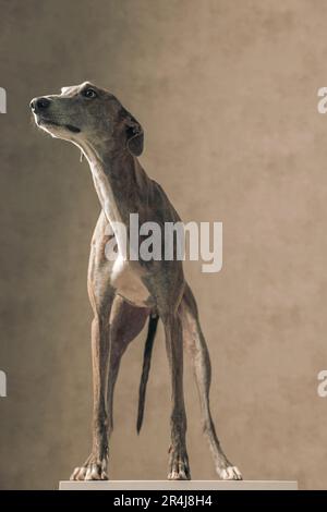 cute english hound dog with skinny legs looking down and sitting in ...