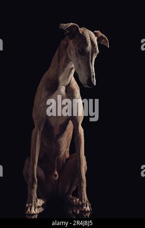 adorable greyhound dog with skinny legs sitting and looking down in ...
