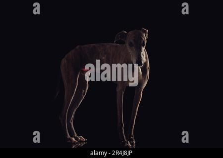 side view of skinny english hound dog winking while sitting in front of ...