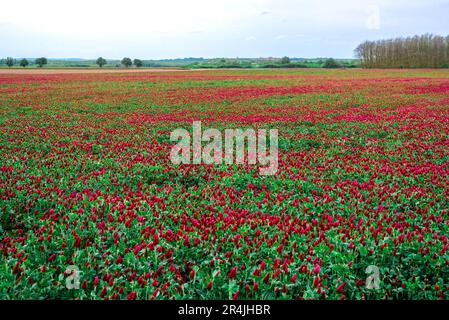 Landscape. Trifolium incarnatum, known as crimson clover or Italian ...