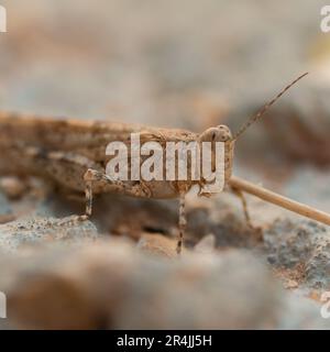 A closeup shot of a grasshopper on a dark background Stock Photo - Alamy