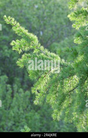 Larch branches in spring in backlight Stock Photo - Alamy