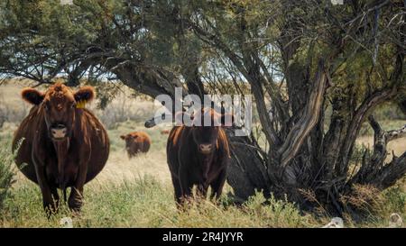 Clayton Gardner raises cattle on 777 Ranch in Torrance County, NM ...
