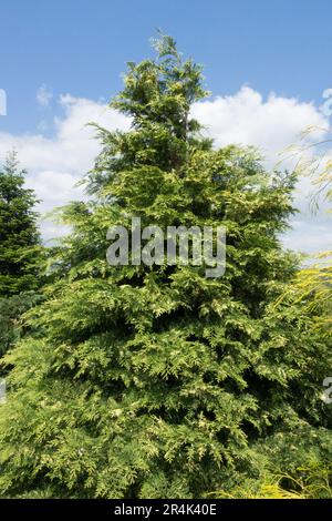 Lawson False Cypress, Chamaecyparis lawsoniana "Mini Nova Stock Photo ...