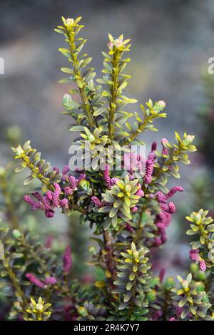 Dwarf, Cultivar, Podocarpus "Chocolate Box Stock Photo - Alamy