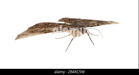Single Alcis repandata moth flying on white background Stock Photo - Alamy