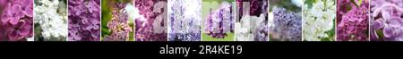 Collage with photos of beautiful lilac flowers Stock Photo - Alamy