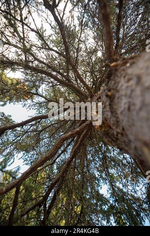 Below, upwards view of a spruce tree in the boreal forest of Canada ...