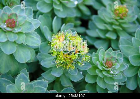 Roseroot stonecrop flower. Close up water drops on leaves. Sedum rosea ...