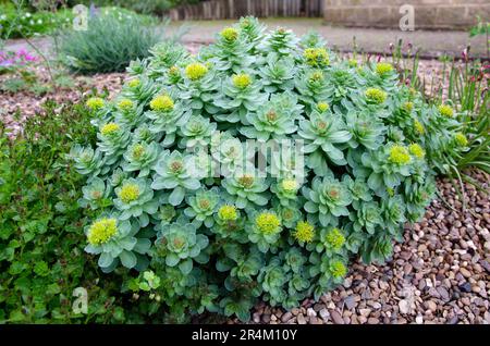 Roseroot stonecrop shrub in bloom. Sedum rosea Stock Photo - Alamy