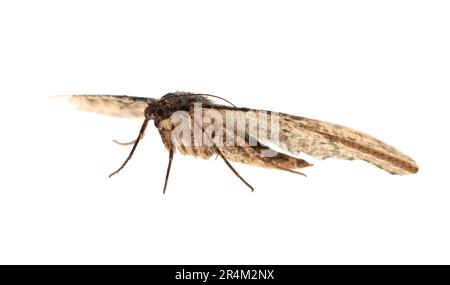 Single Alcis repandata moth flying on white background Stock Photo - Alamy