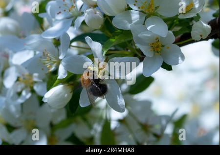Tree Bumblebee on crab apple blossom Stock Photo - Alamy